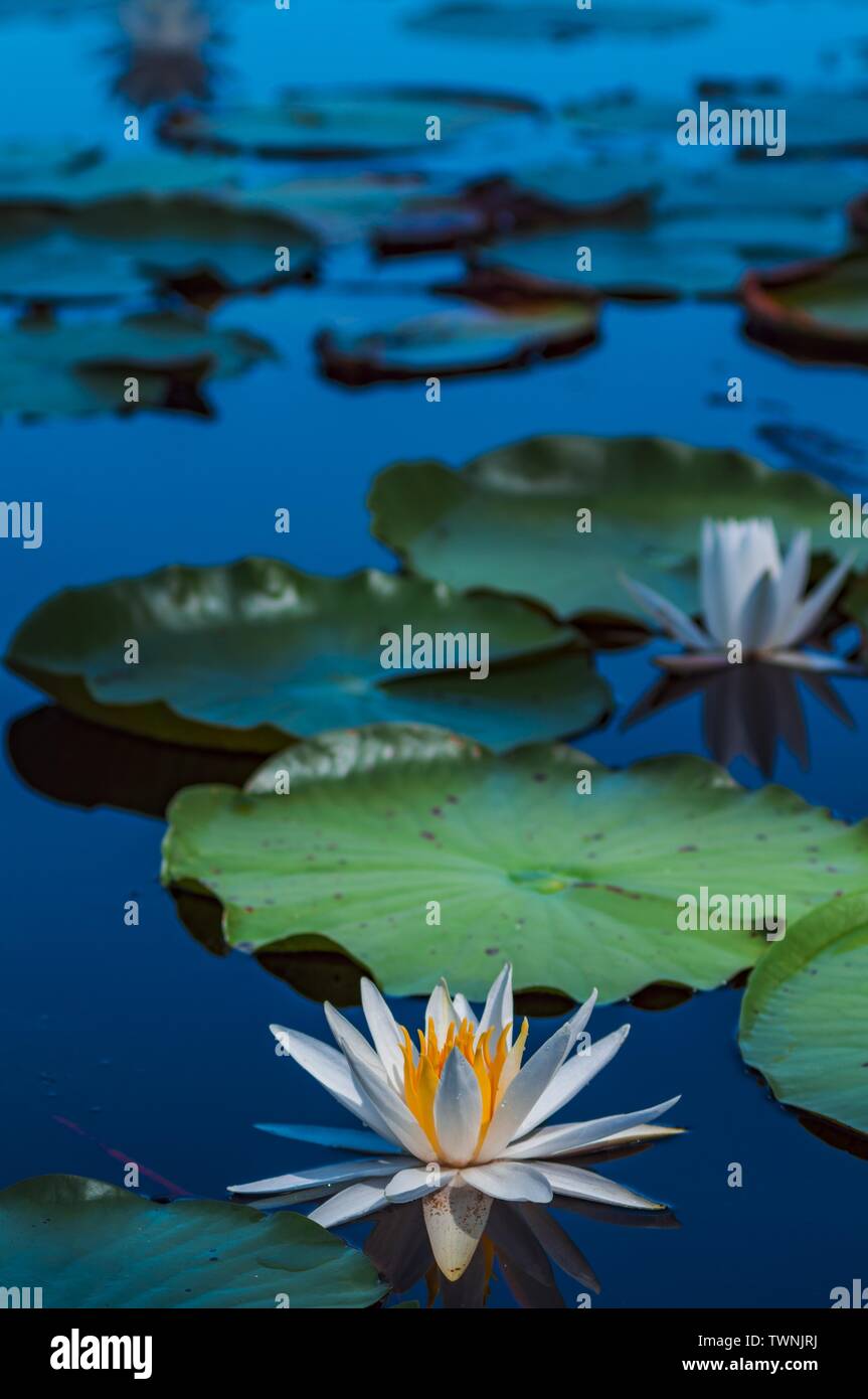 Beautiful greenery of a small swamp shot from up close Stock Photo - Alamy
