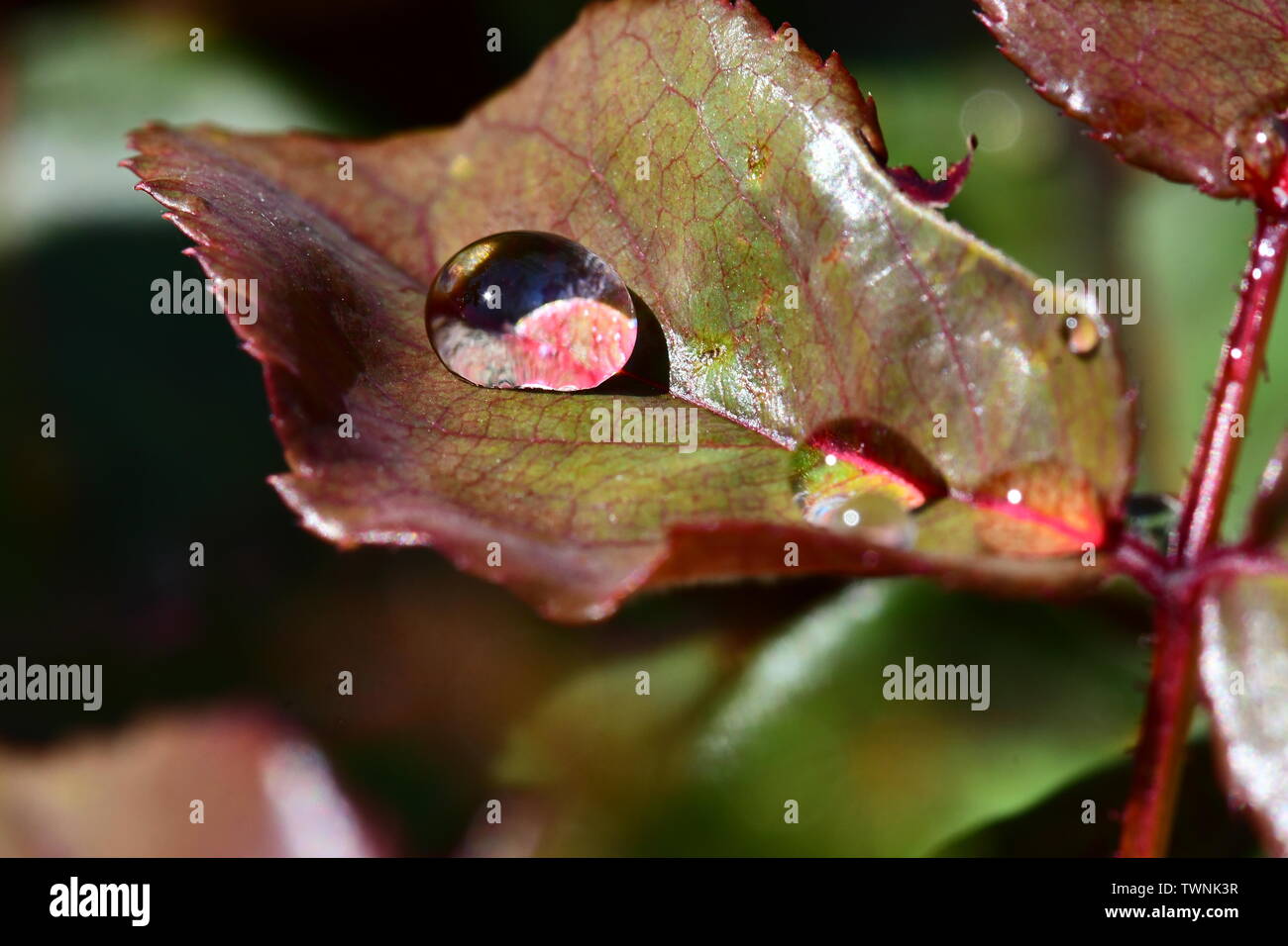 Wet red roses hi-res stock photography and images - Alamy