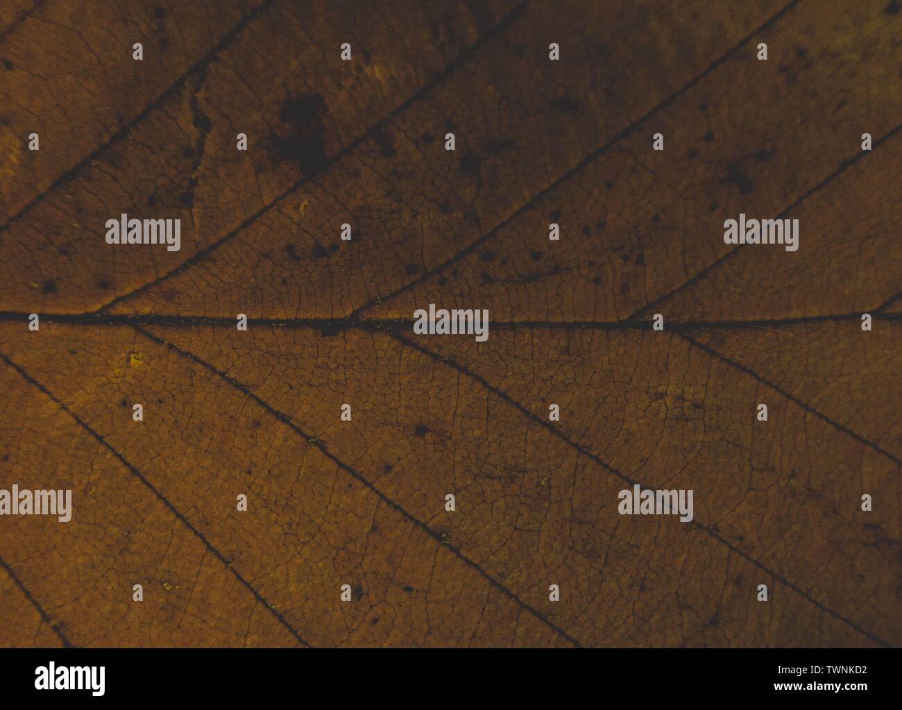 Closeup of a beautiful leaf textures Stock Photo - Alamy
