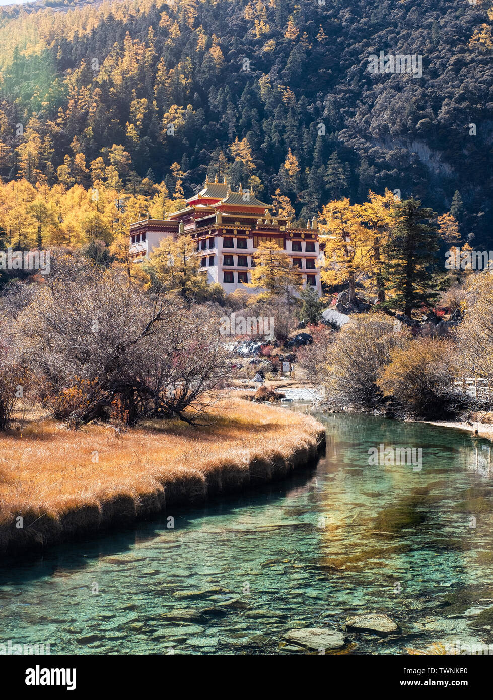 Chonggu Temple with pine forest and emerald river in autumn. Yading ...