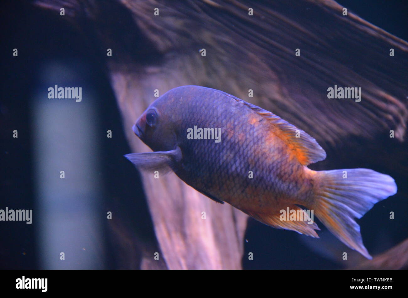 Tropical fish in aquarium Stock Photo - Alamy