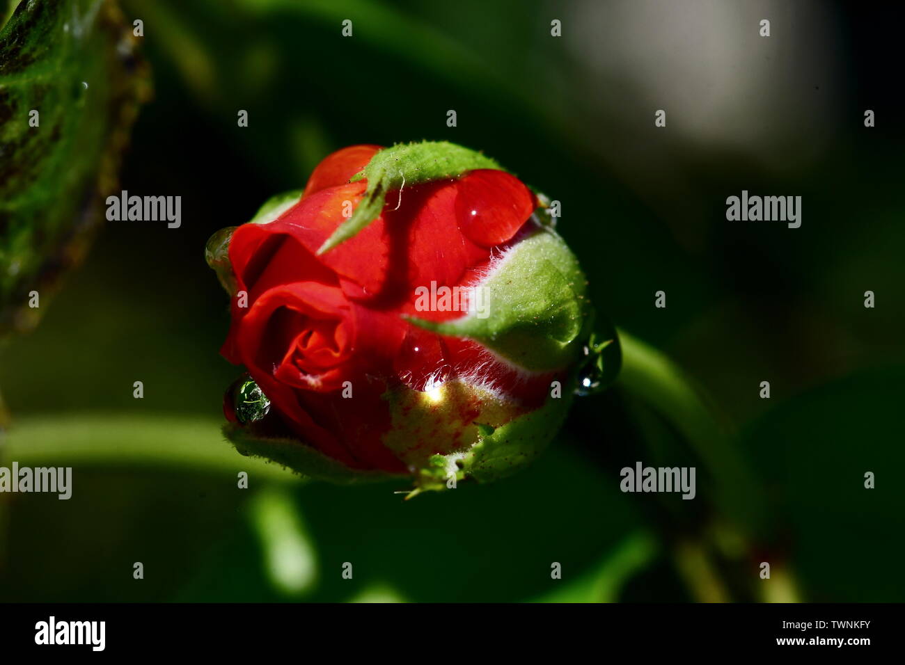 Wet red roses hi-res stock photography and images - Alamy