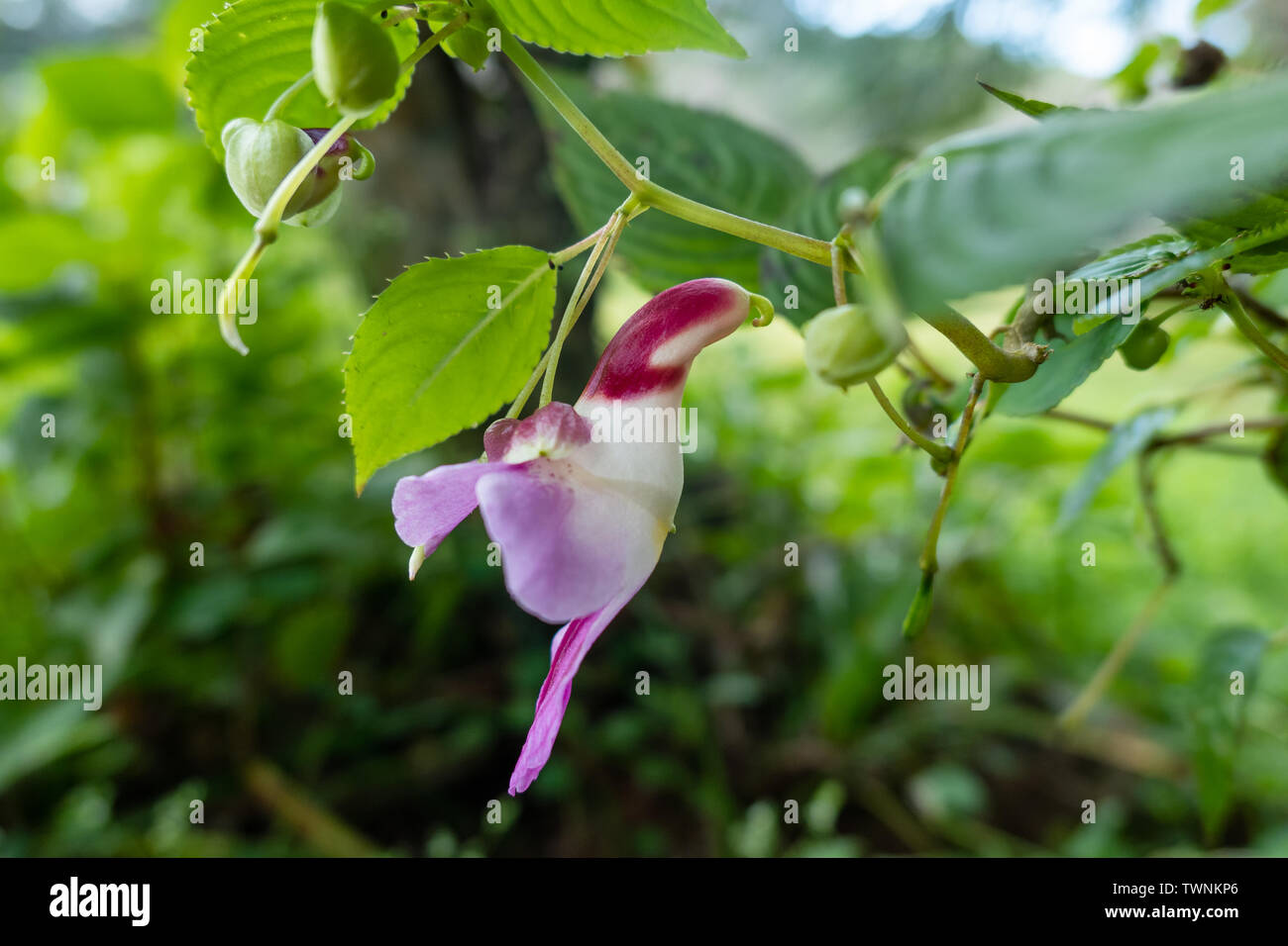 Parrot plant impatiens hi-res stock photography and images - Alamy