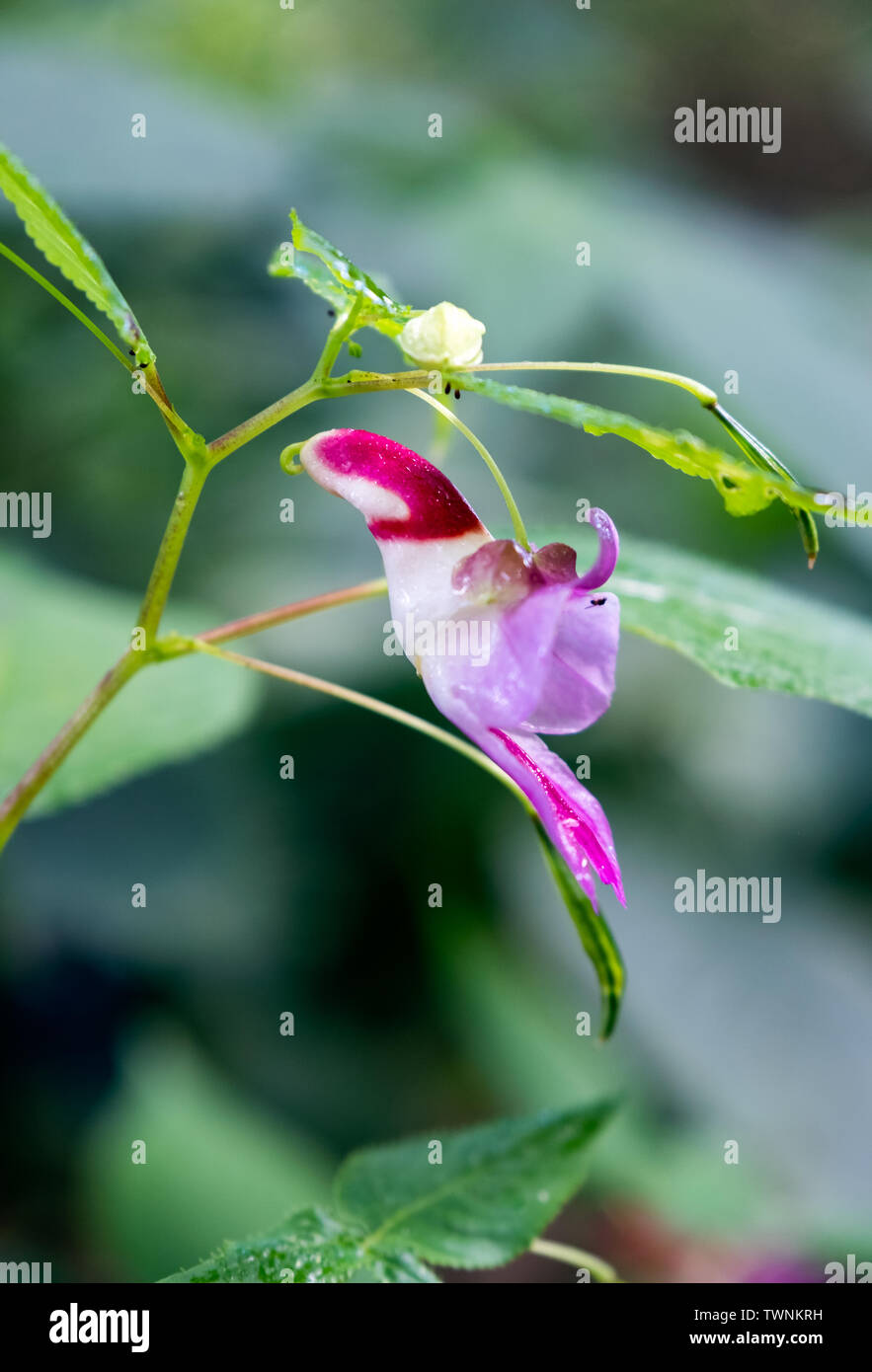 Parrot flower hi-res stock photography and images - Alamy