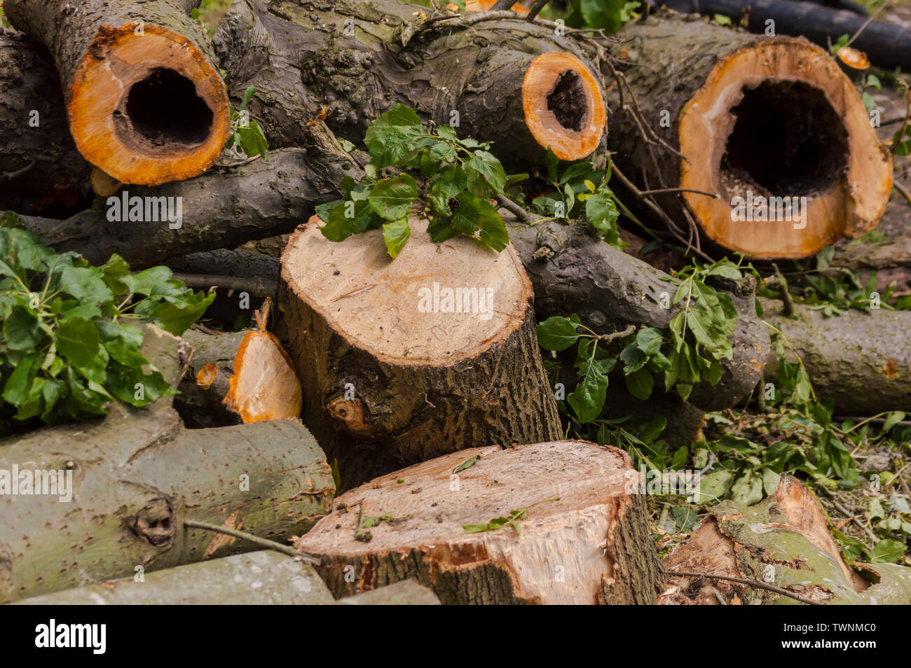 Diseased apple tree hi-res stock photography and images - Alamy