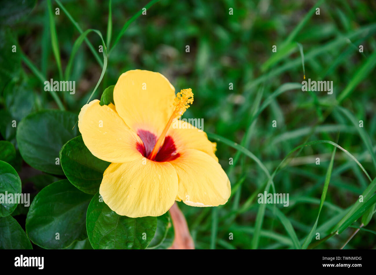 Hibiscus pollen grains hi-res stock photography and images - Alamy
