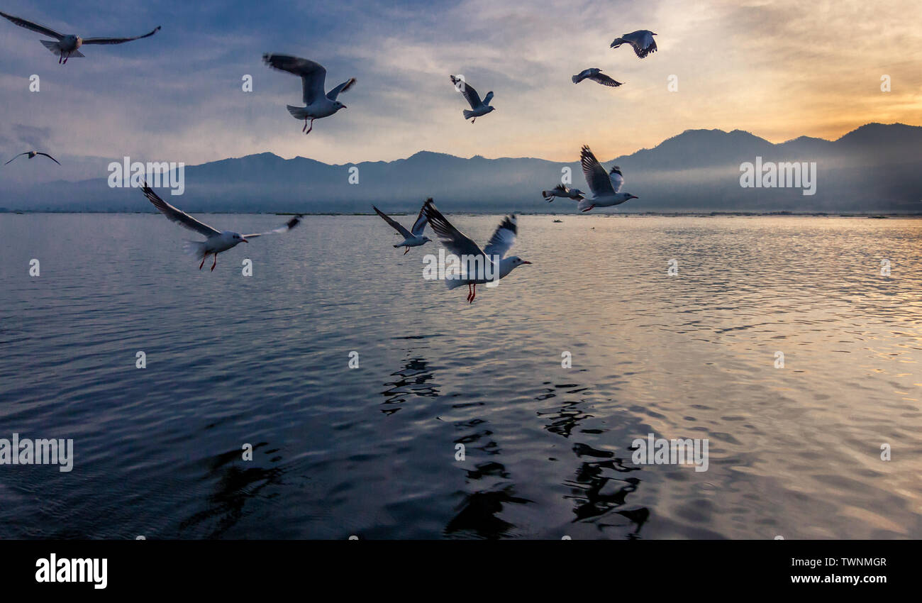 Top 10 birds hi-res stock photography and images - Alamy