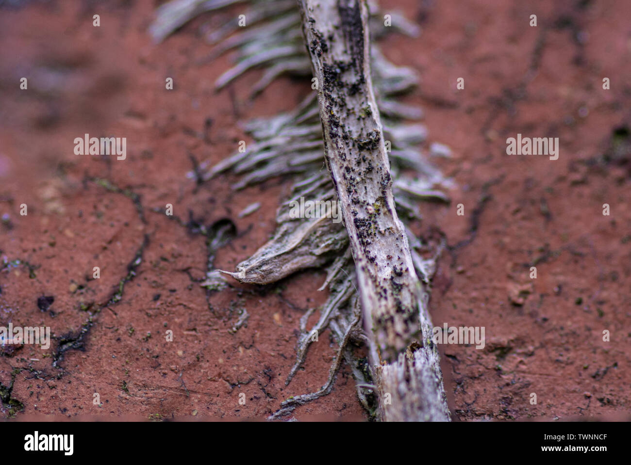 Rough dead branch texture hi-res stock photography and images - Alamy