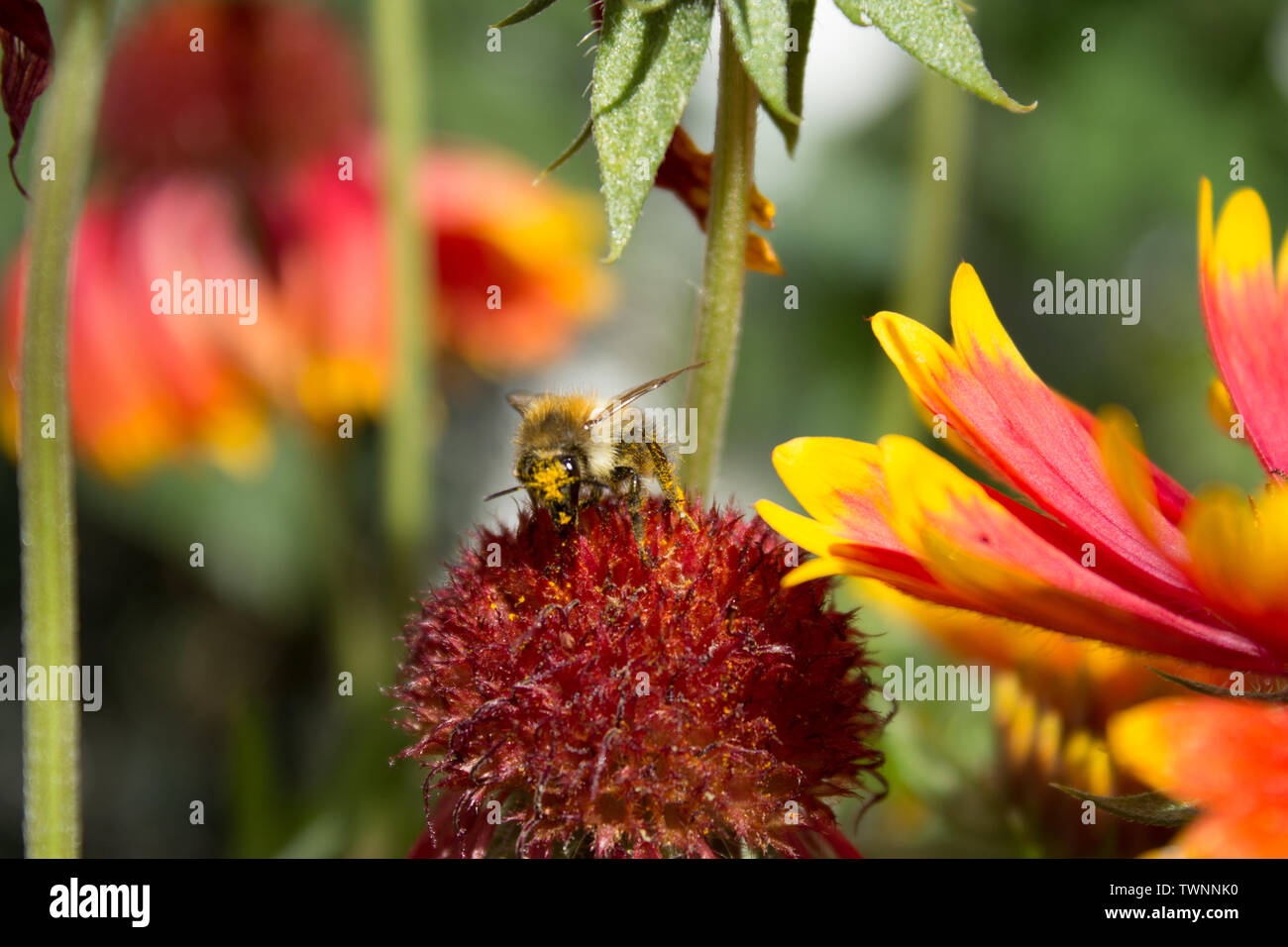 Close up pollen covered bumblebee hi-res stock photography and images ...