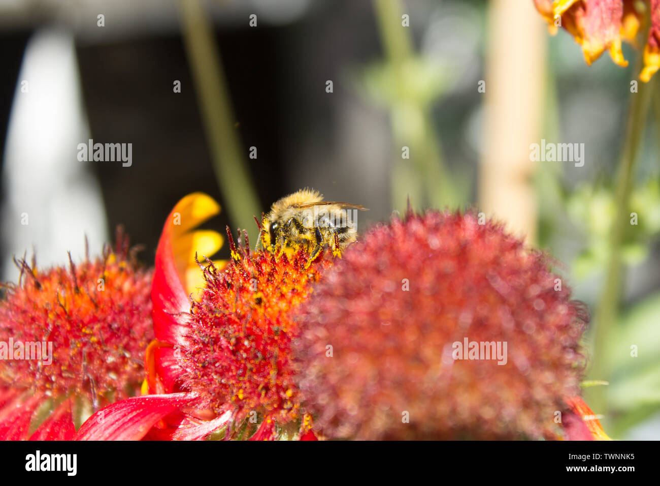 Bumblebee covered with flower pollen Stock Photo - Alamy