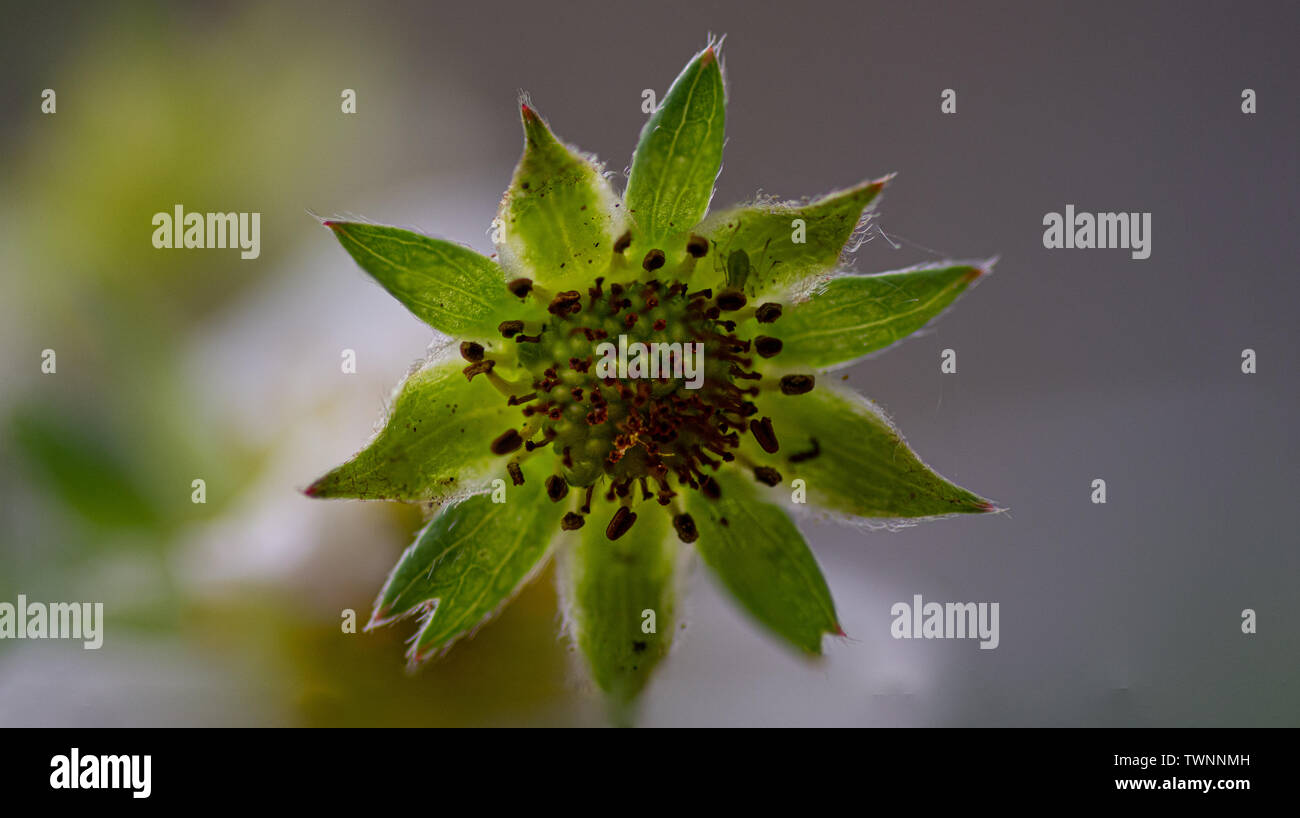 Dim flower hi-res stock photography and images - Alamy