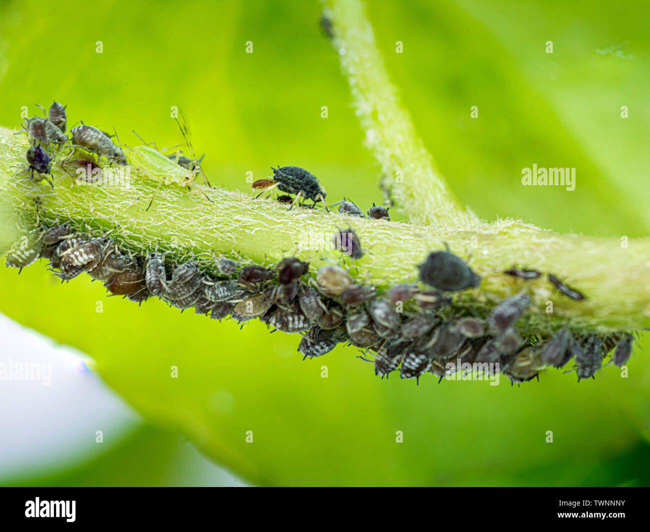 Wingless aphid hi-res stock photography and images - Alamy