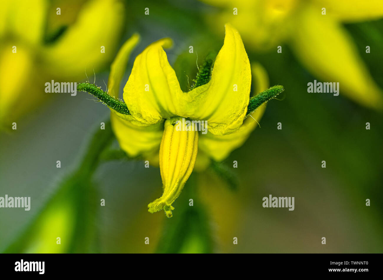 Close up of tomato flower hi-res stock photography and images - Alamy