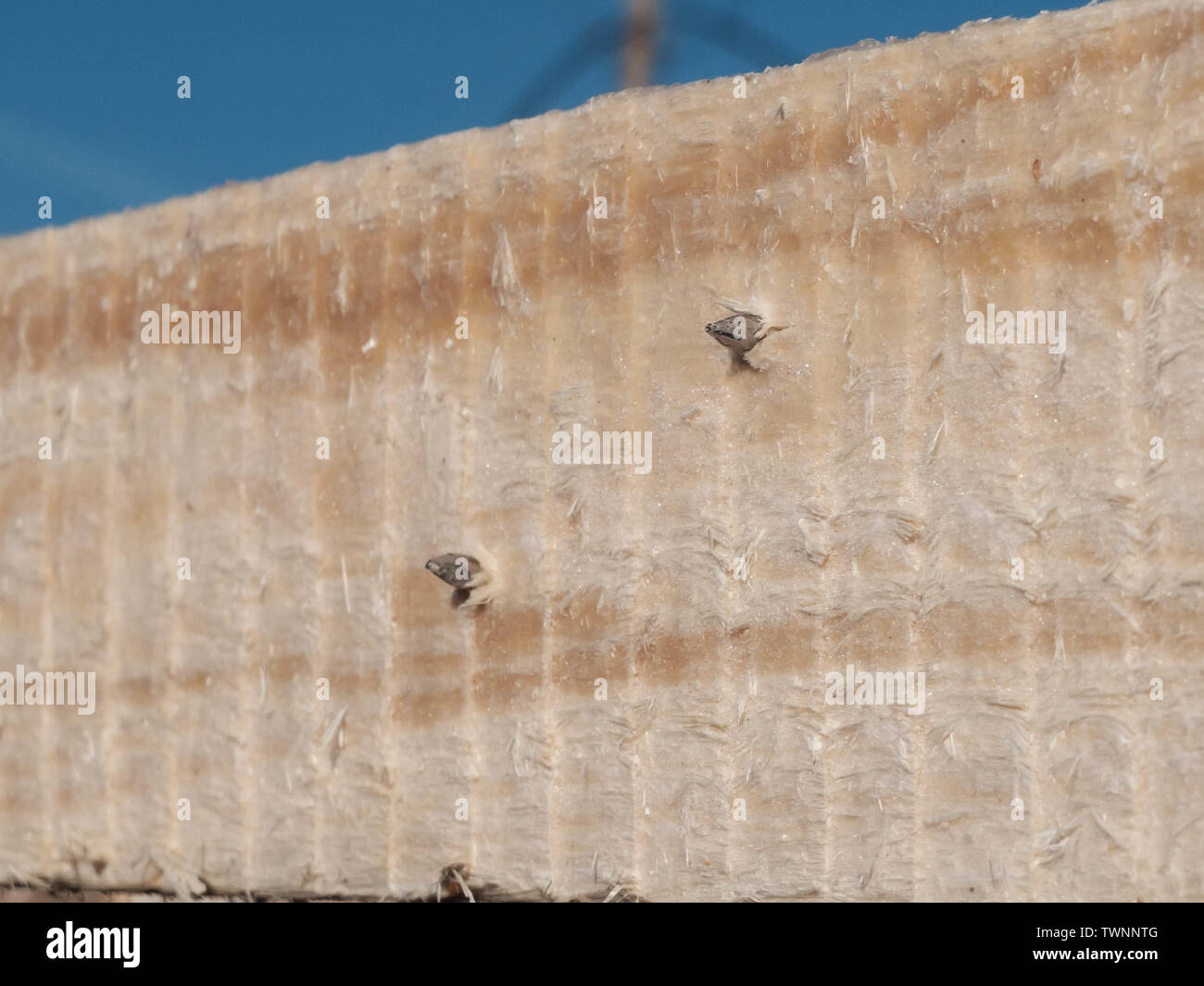 Tips of steel nail hammered in the wooden beam Stock Photo - Alamy