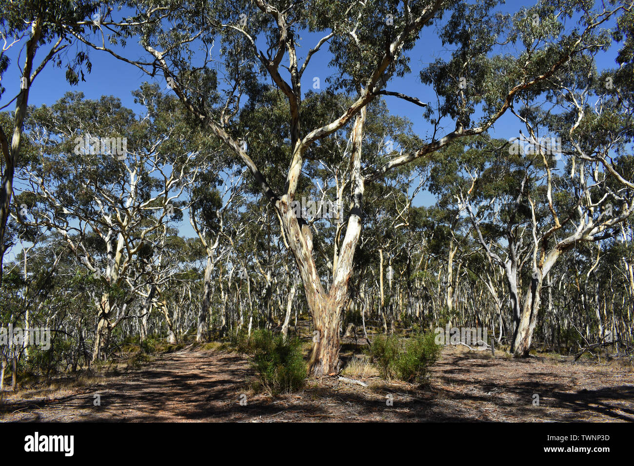 Belair adelaide hi-res stock photography and images - Alamy