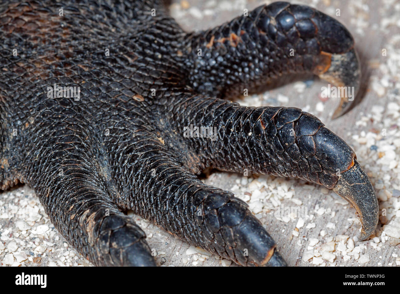 A close look at the foot of a marine iguana, Amblyrhynchus cristatus ...