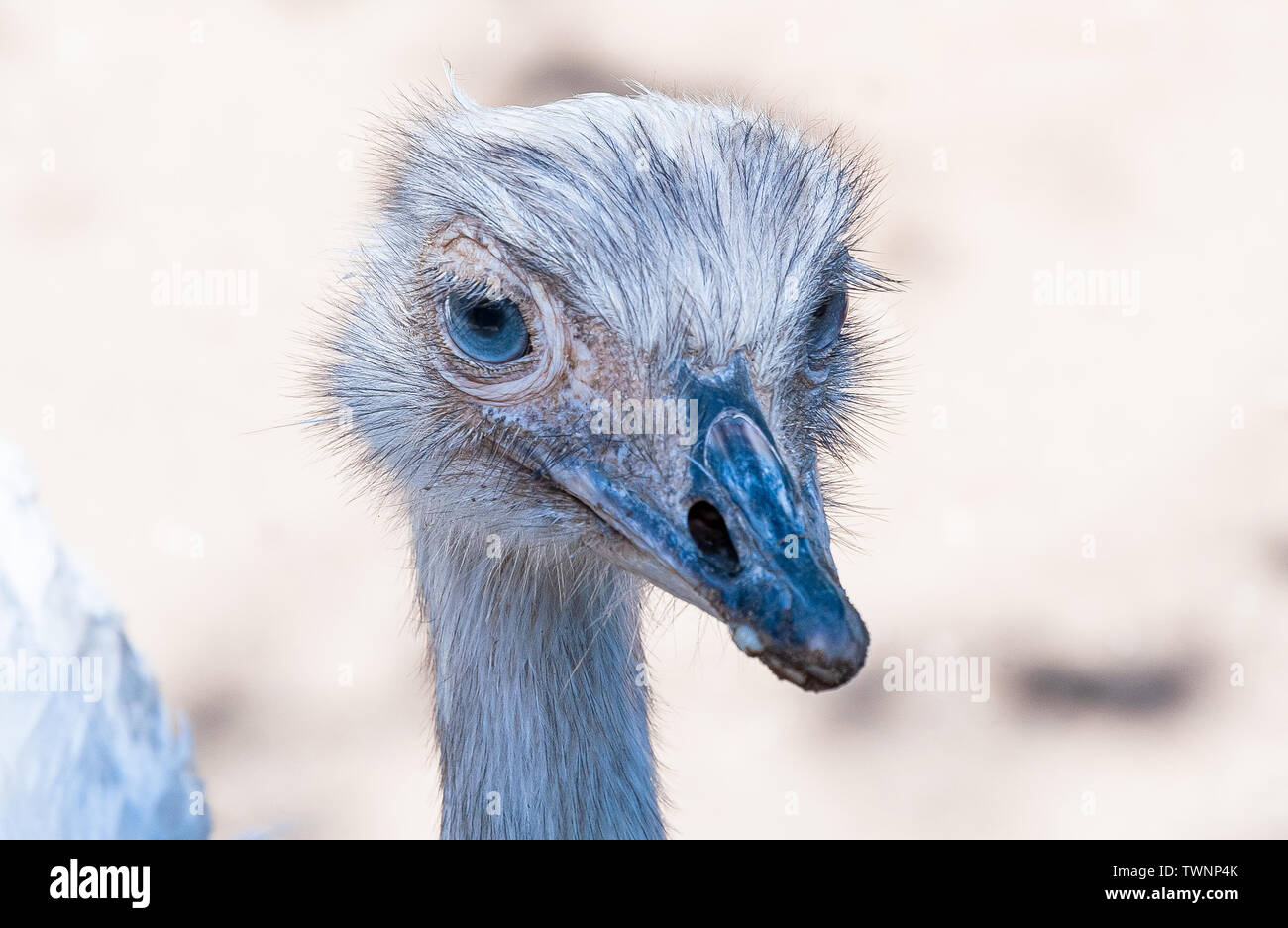 Argentina greater rhea hi-res stock photography and images - Alamy