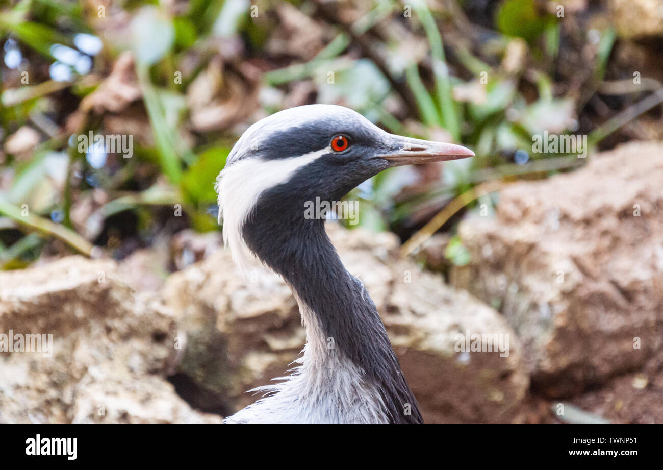 African bird close up hi-res stock photography and images - Alamy