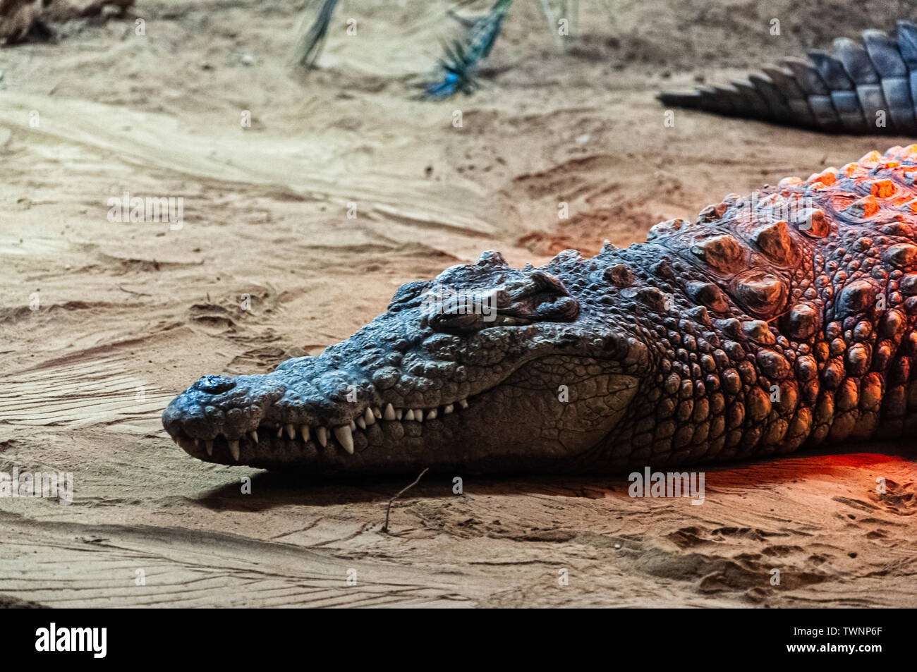 Crocodile resting in the sand Stock Photo - Alamy
