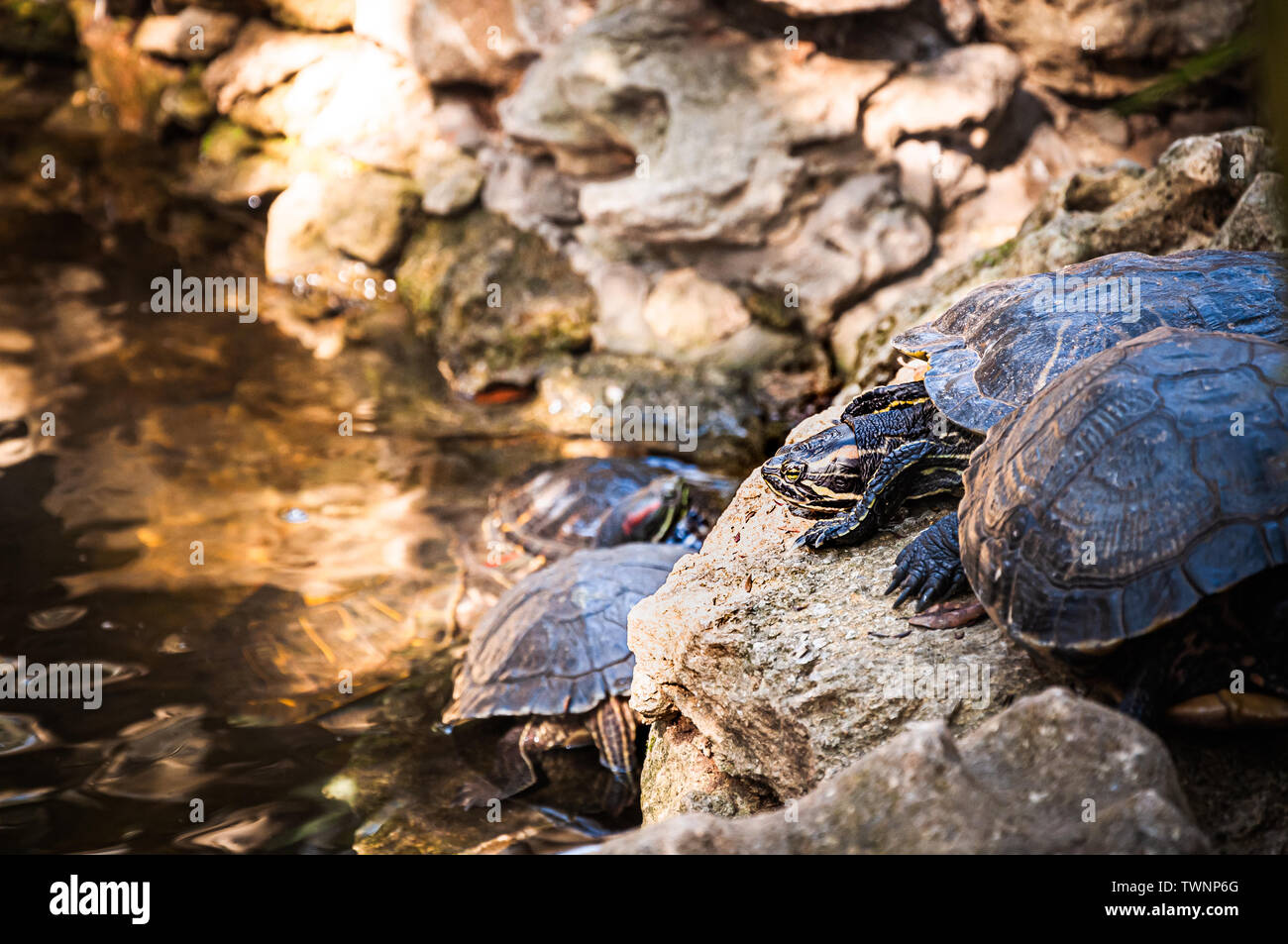 Water turtles hi-res stock photography and images - Alamy