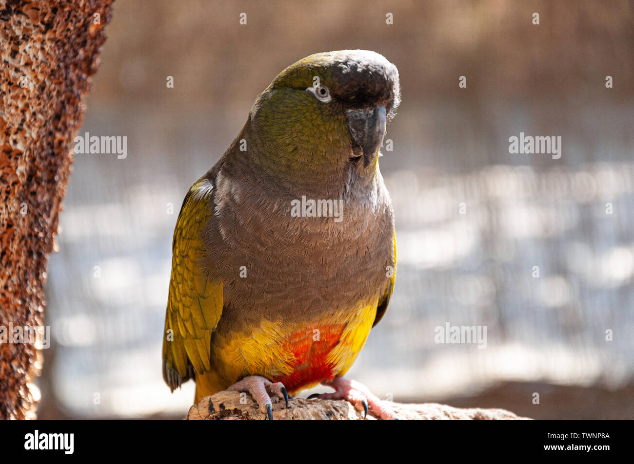 Parrot in the tree hi-res stock photography and images - Alamy
