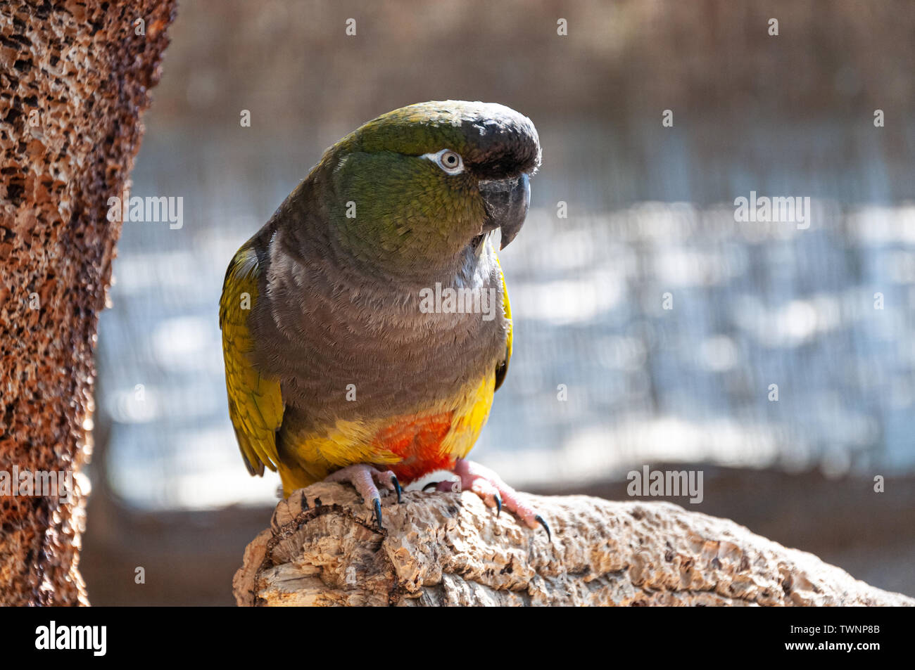 Parrot in the tree hi-res stock photography and images - Alamy