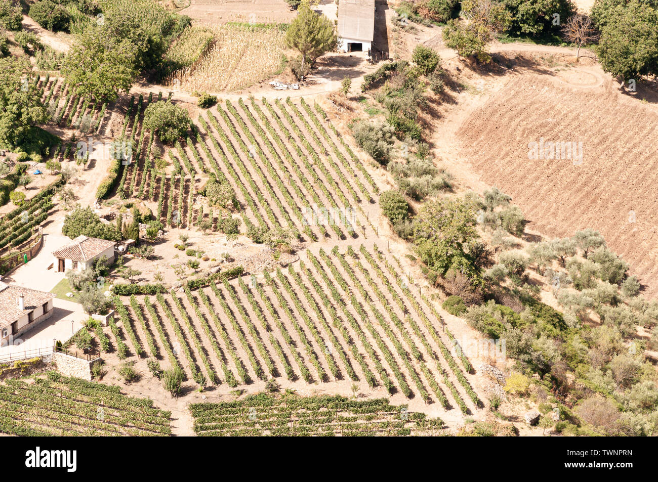Traditional crops from spain hi-res stock photography and images - Alamy