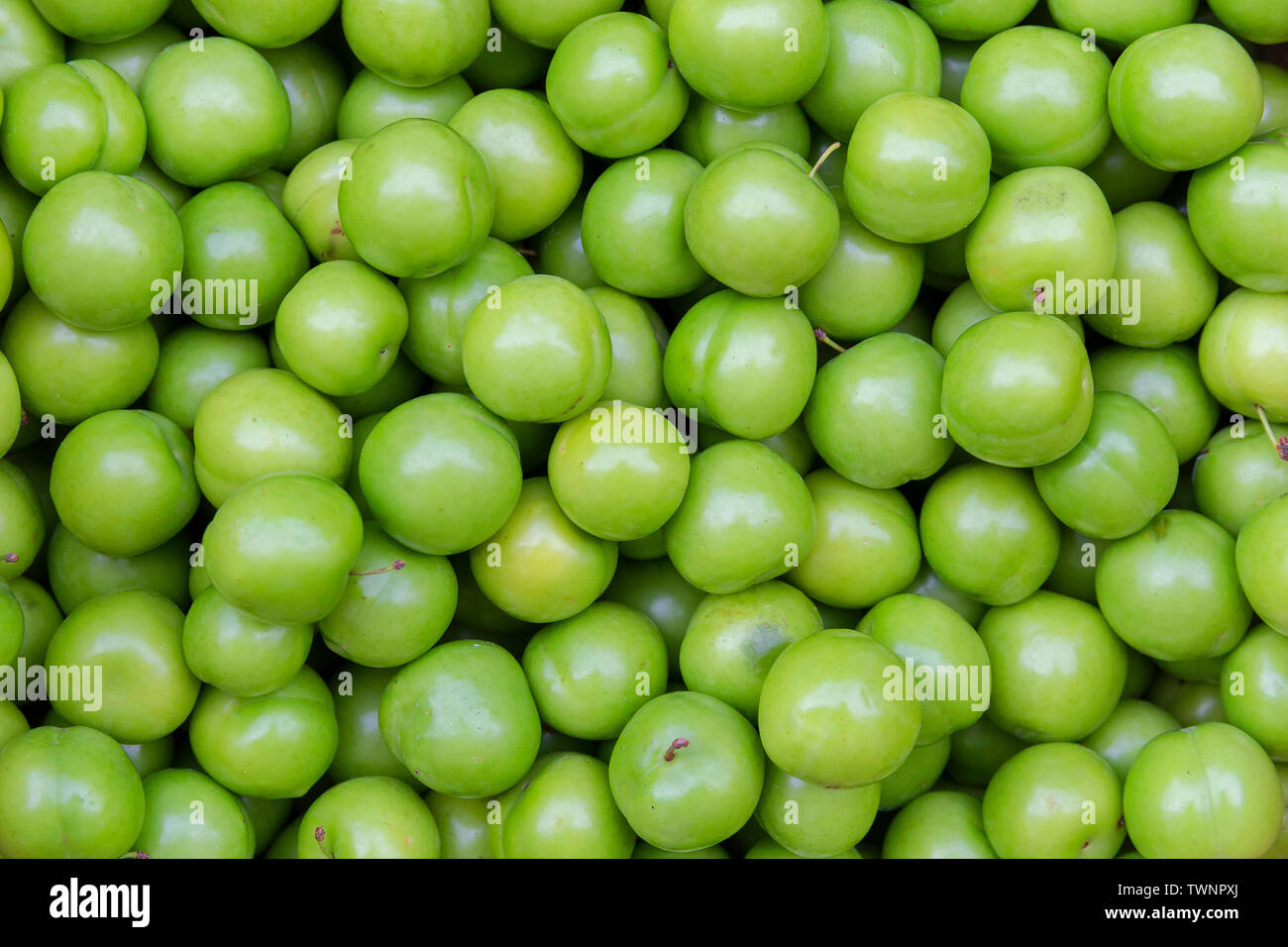 Green cherry plum hi-res stock photography and images - Alamy