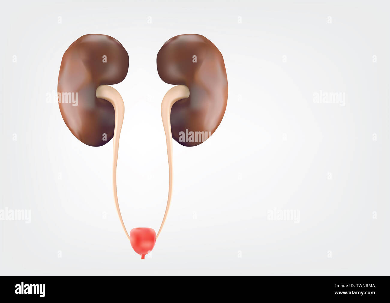 Human kidneys on a white background, smooth and clean. Used in science ...