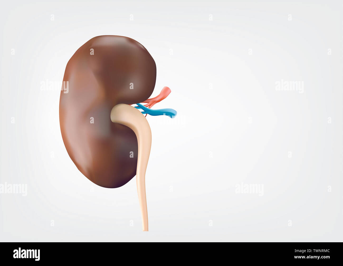 Human kidney cell hi-res stock photography and images - Alamy