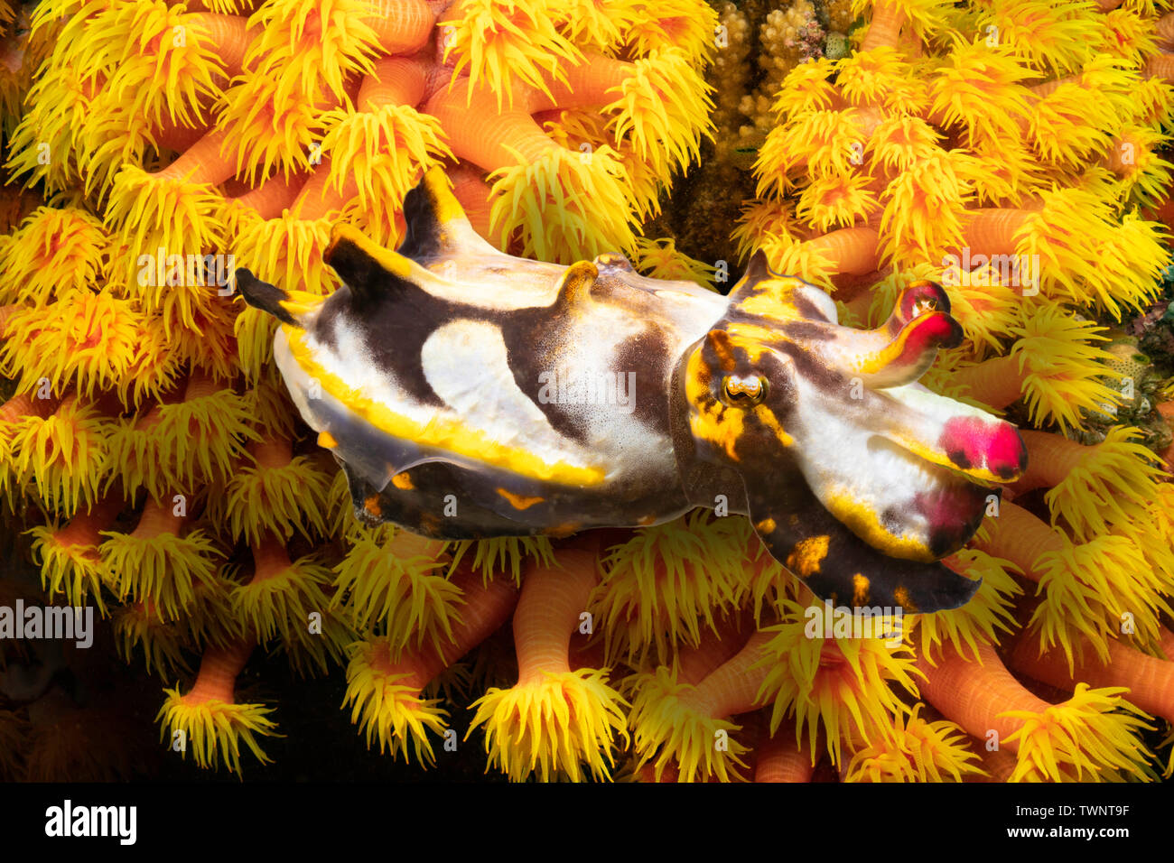Colorful Pfeffer's flamboyant cuttlefish, Metasepia pfefferi, swimming ...