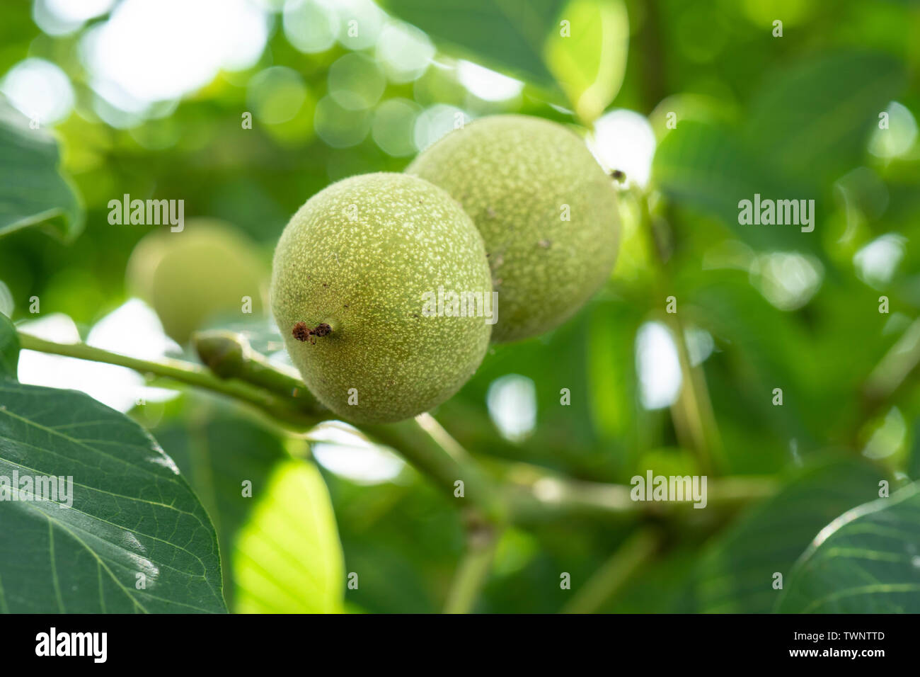 Fruits of a walnut on a branch of a tree in the yellow warm rays of the ...