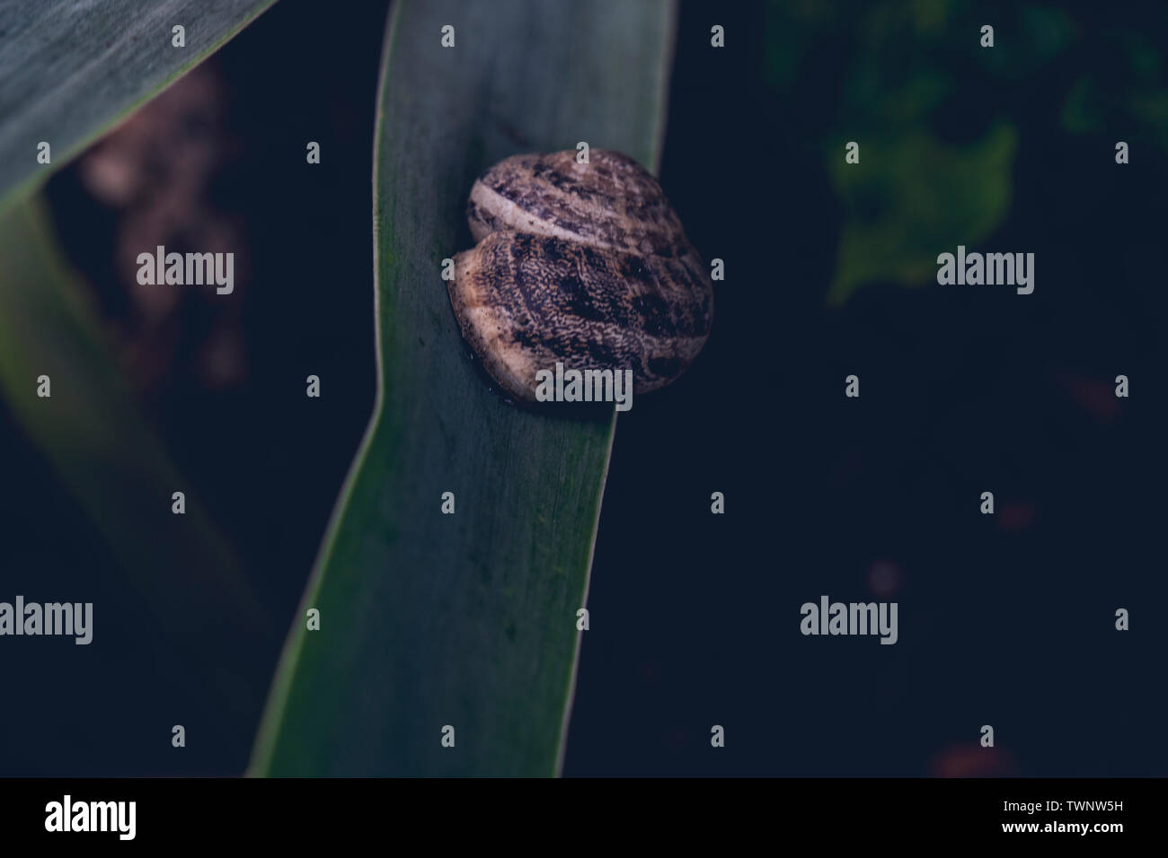 Endangered mollusk hi-res stock photography and images - Alamy