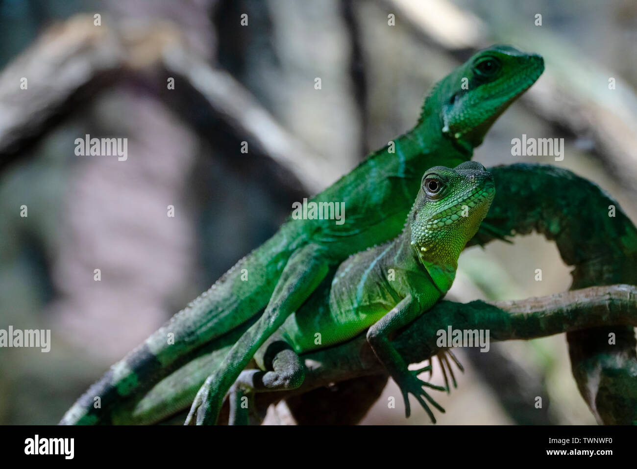 Green lizards are standing on a branch Stock Photo - Alamy