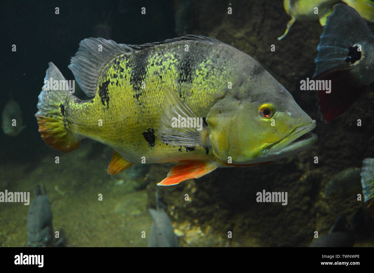 Tropical fish in aquarium Stock Photo - Alamy