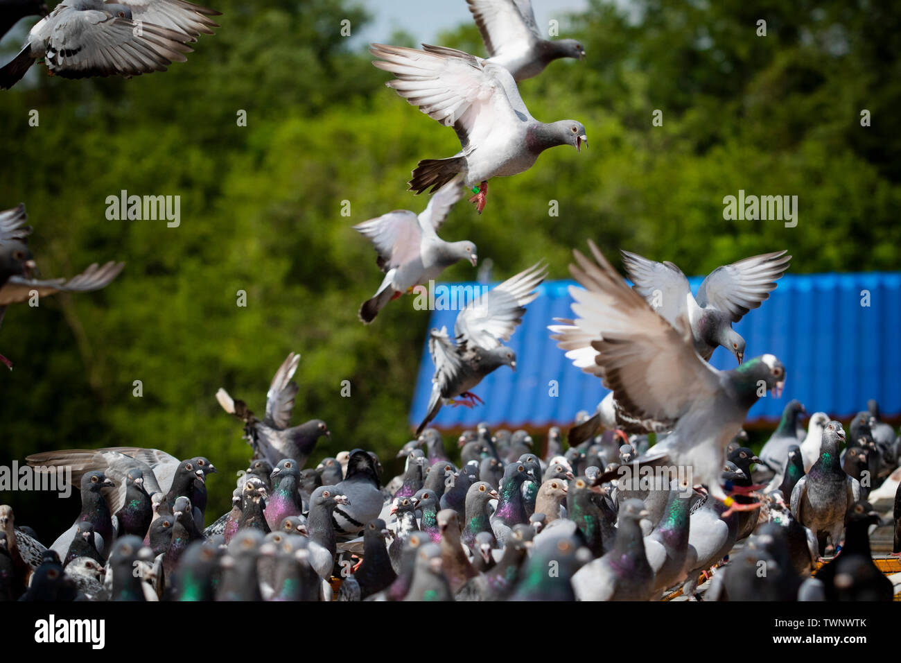 flock of speed racing pigeon bird flying at home loft Stock Photo - Alamy