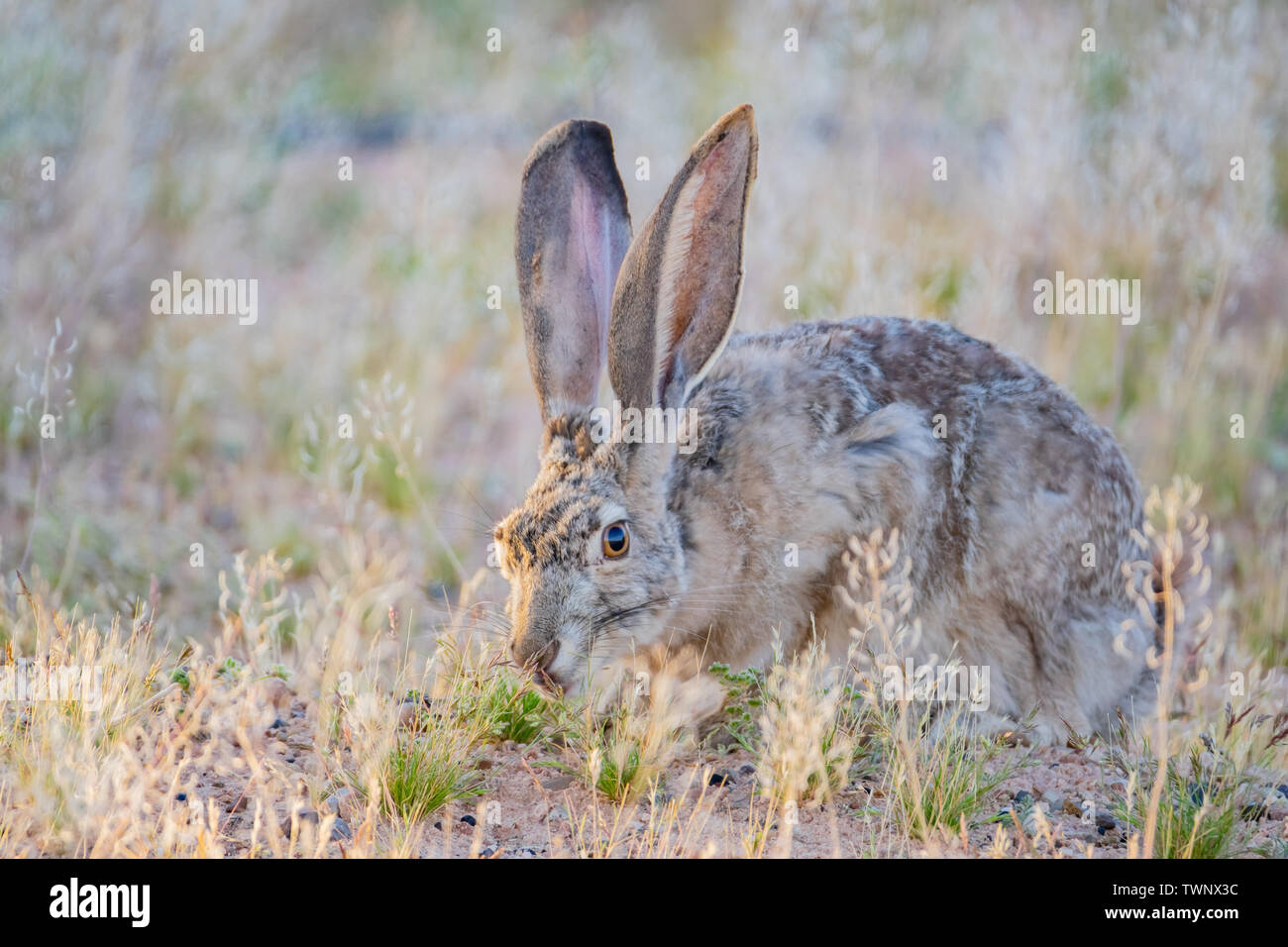 Black-tailed jackrabbit eating grass around Lake Powell Resorts ...