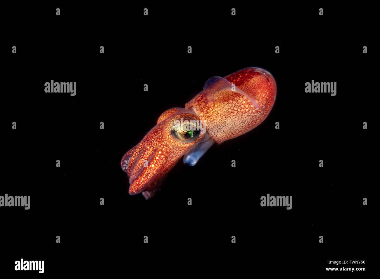 Stays hidden hi-res stock photography and images - Alamy