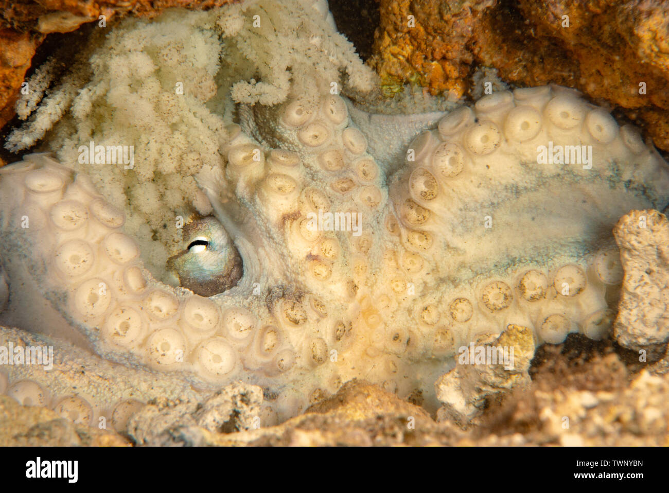This female day octopus, Octopus cyanea, is tending to the thousands of ...