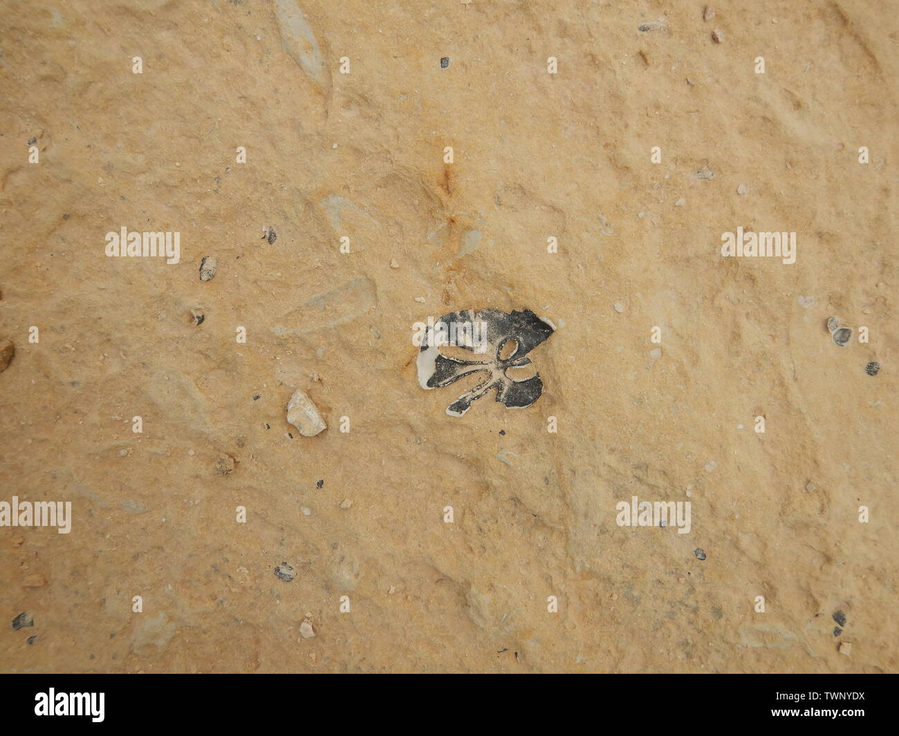 Black fossil stone background hi-res stock photography and images - Alamy