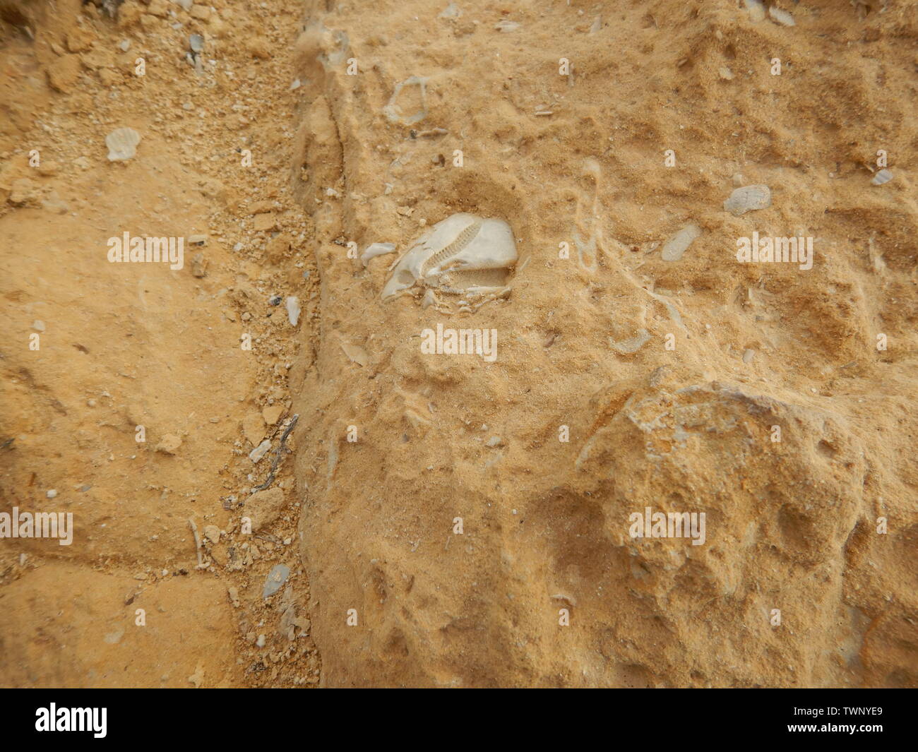 Pieces of white fossils inside beige and brown stone texture Stock ...