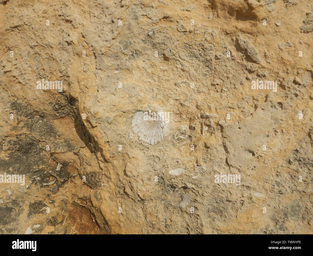 Clam fossils hi-res stock photography and images - Alamy