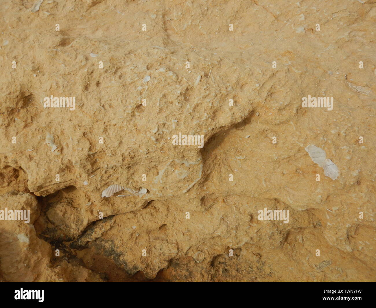 Clam fossils hi-res stock photography and images - Alamy