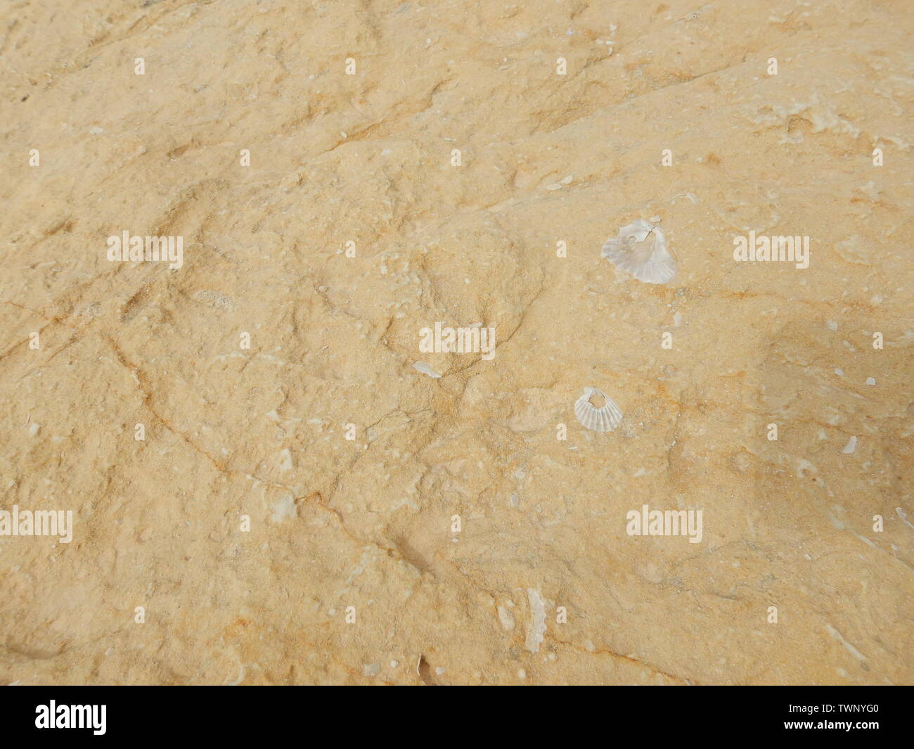 Clam fossils hi-res stock photography and images - Alamy
