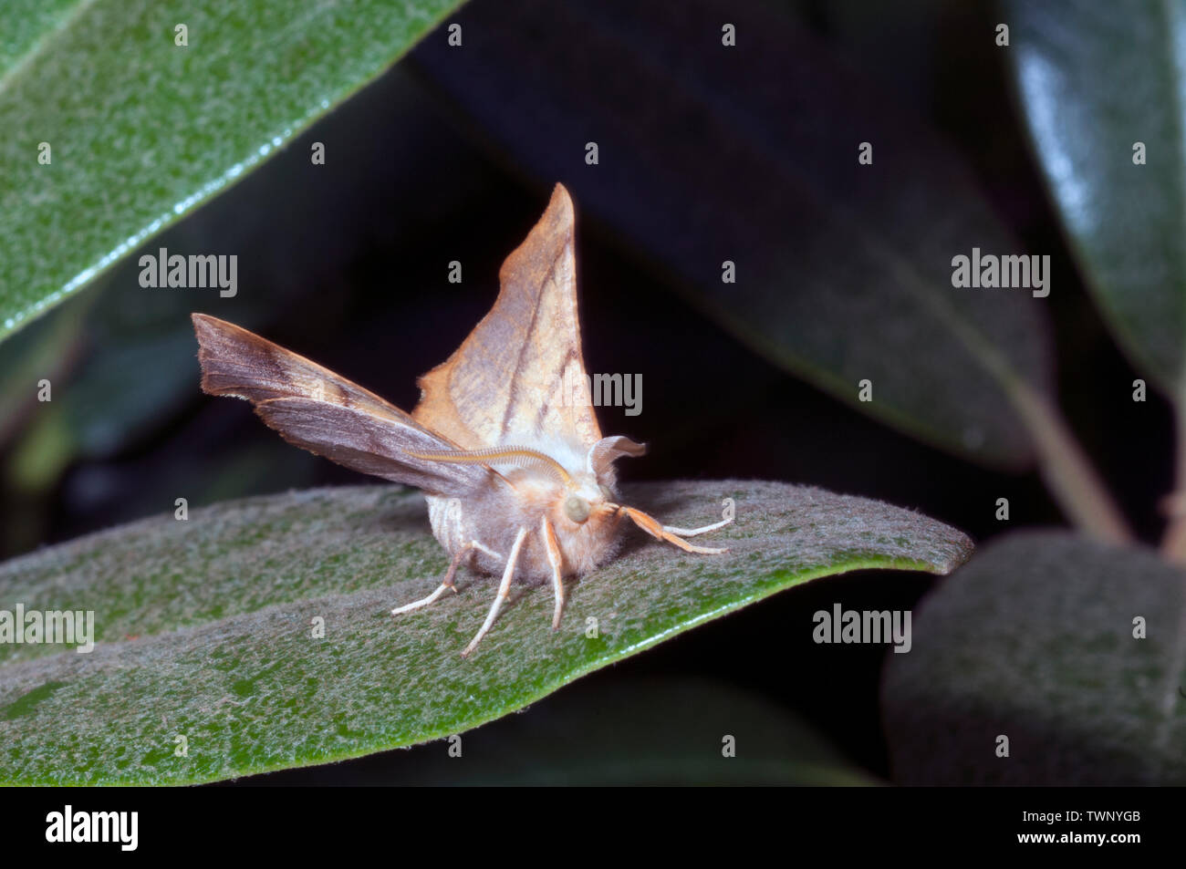 Canary Shouldered Thorn Moth High Resolution Stock Photography and ...