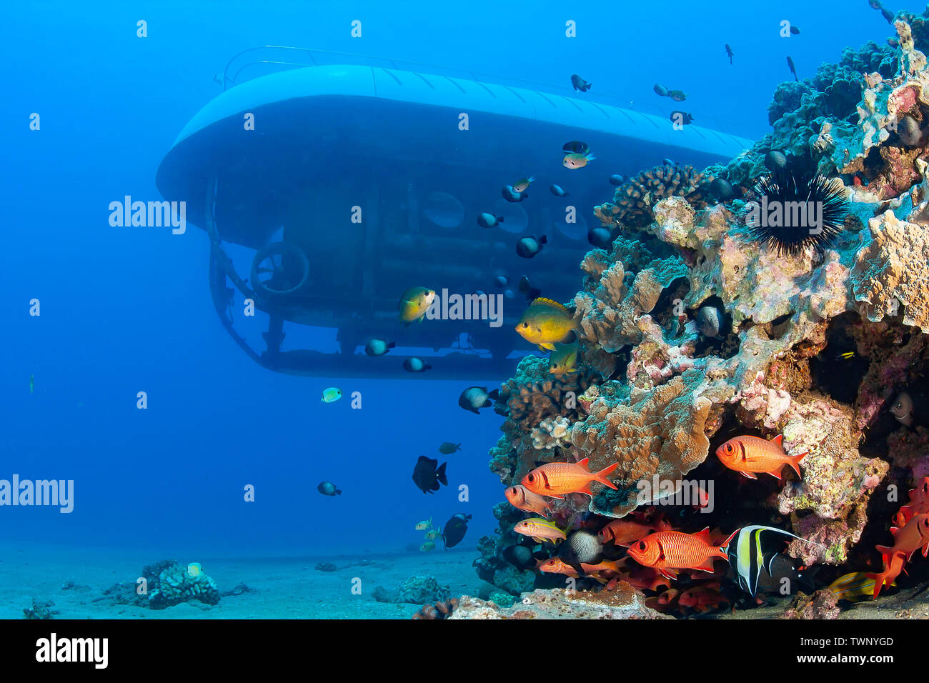 Underwater fish atlantis hi-res stock photography and images - Alamy