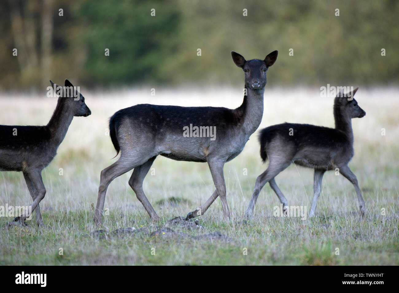 Menil Fallow Deer High Resolution Stock Photography and Images - Alamy