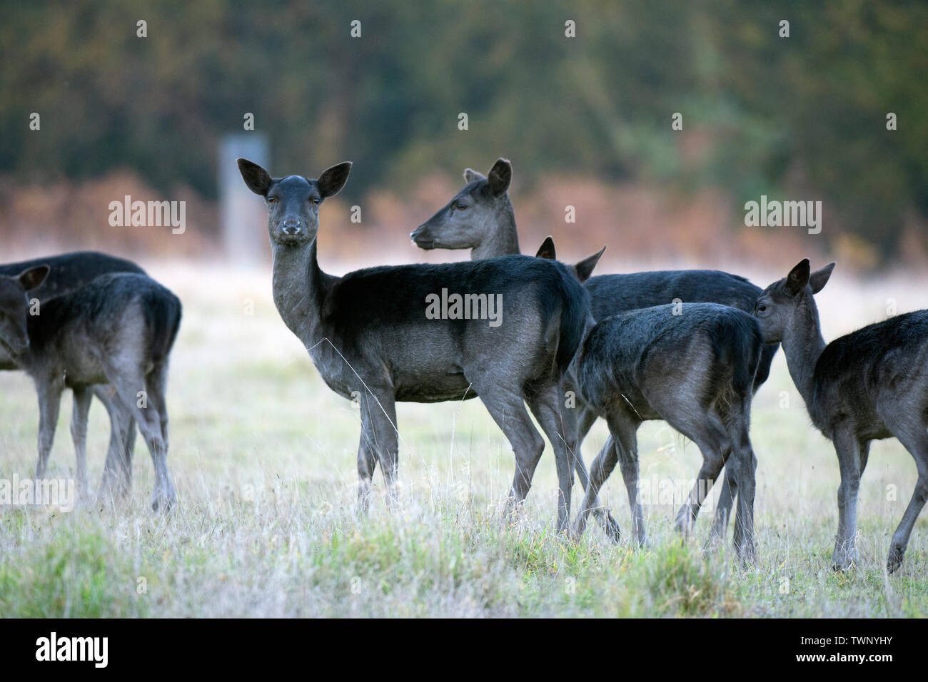 Menil Fallow Deer High Resolution Stock Photography and Images - Alamy