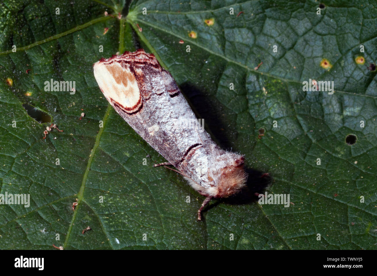 Birch tip moth at rest Stock Photo - Alamy