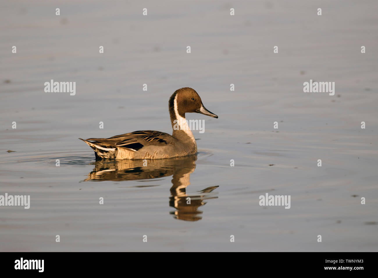 Pintail migration hi-res stock photography and images - Alamy